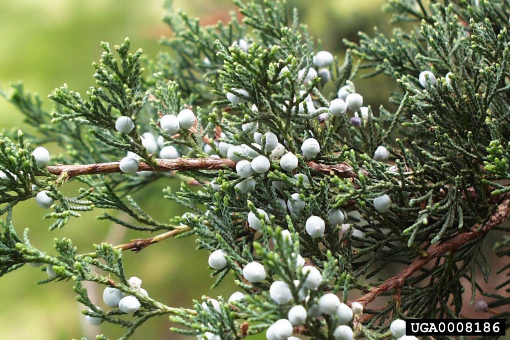 Trees of Georgia - Trees of Georgia