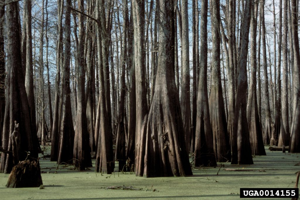 Trees of Georgia - Trees of Georgia
