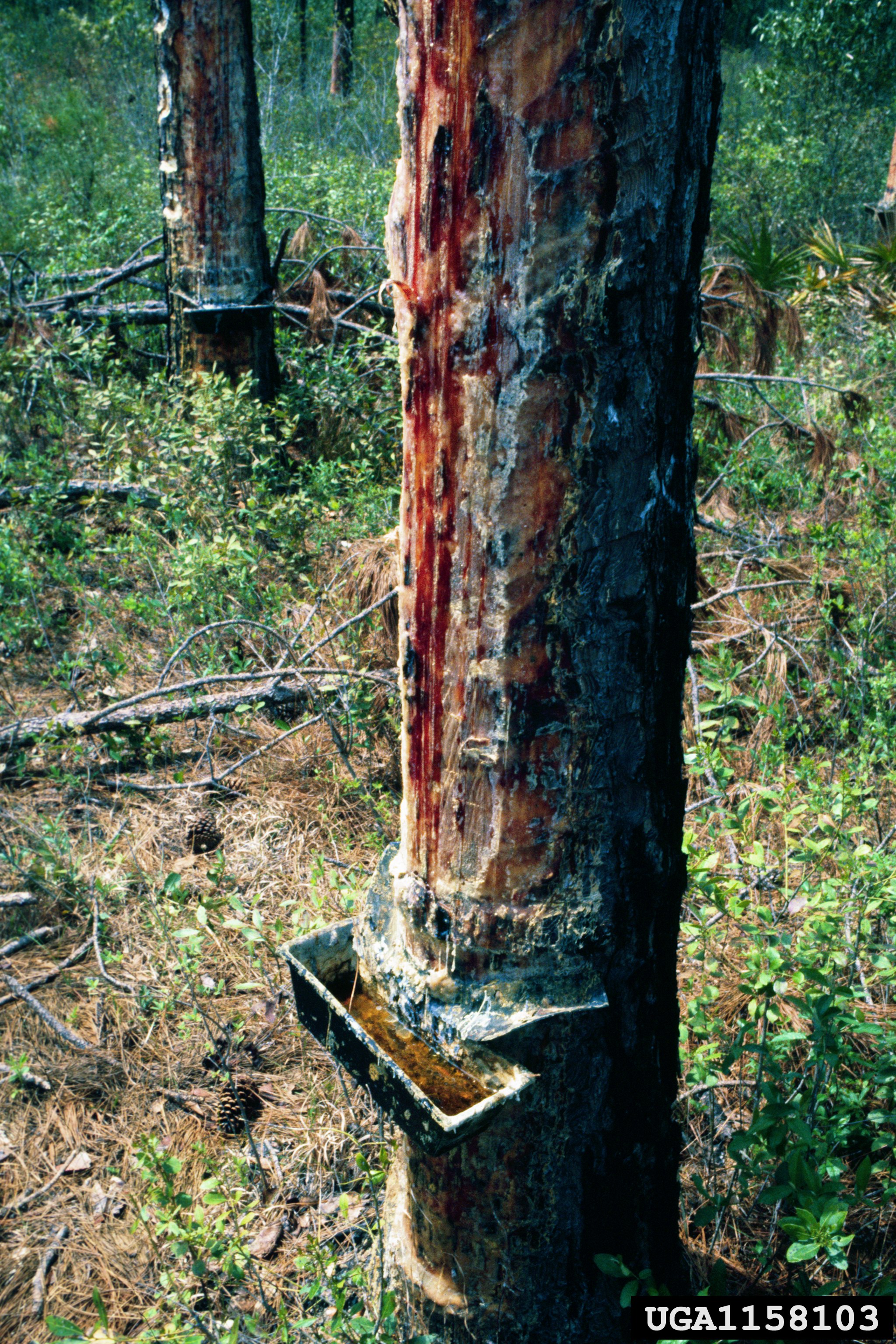 Trees of Georgia - Trees of Georgia