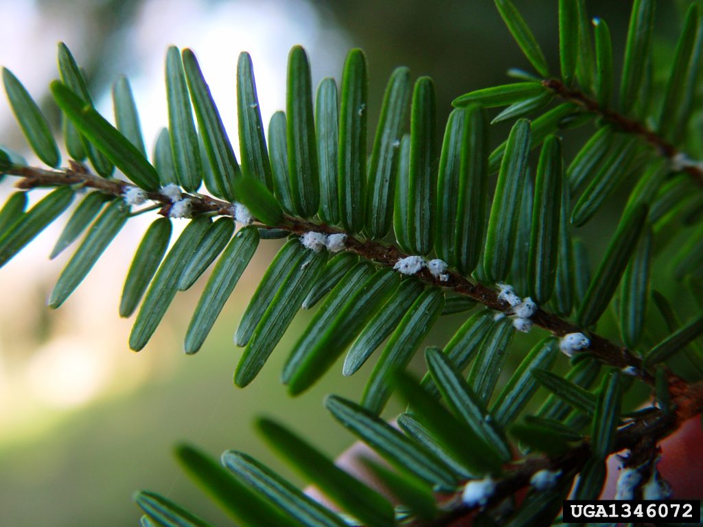 Trees of Georgia - Trees of Georgia