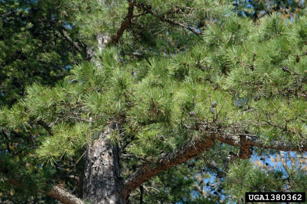 Trees of Georgia - Trees of Georgia