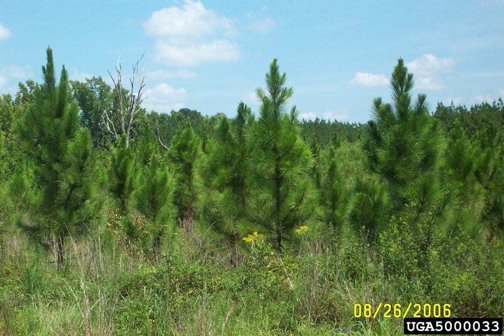 Trees of Georgia - Trees of Georgia