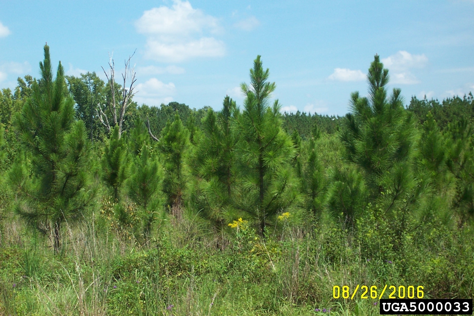 Trees of Georgia - Trees of Georgia