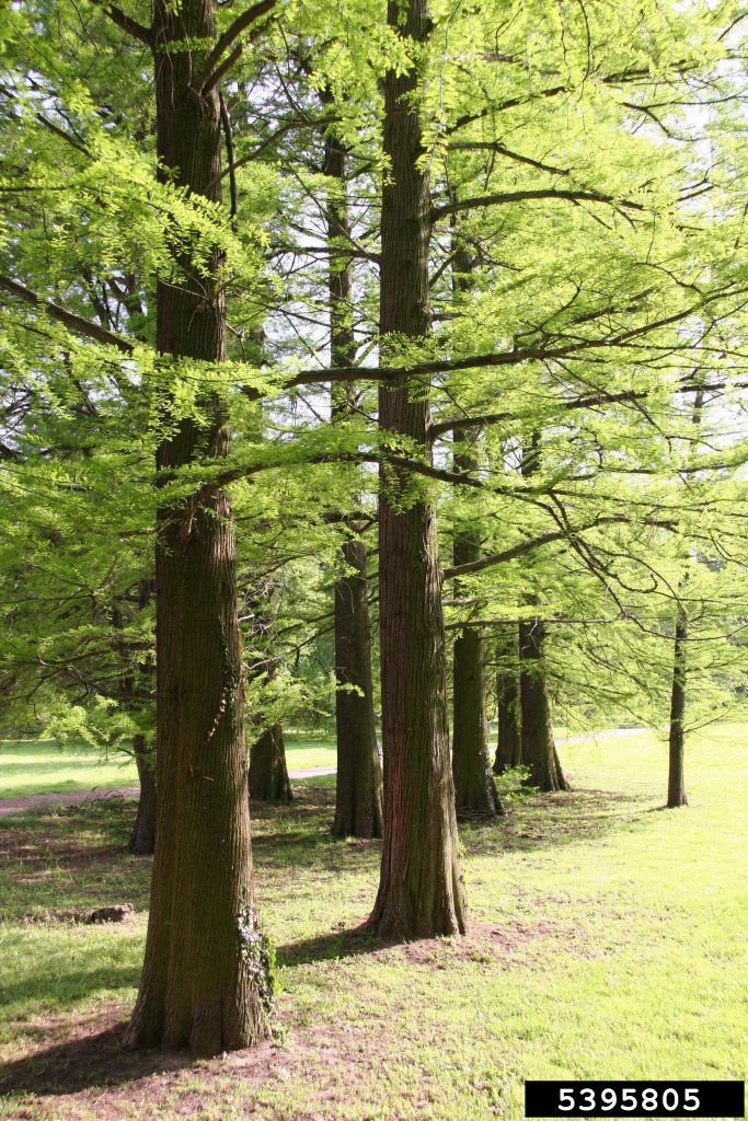 Trees of Georgia - Trees of Georgia