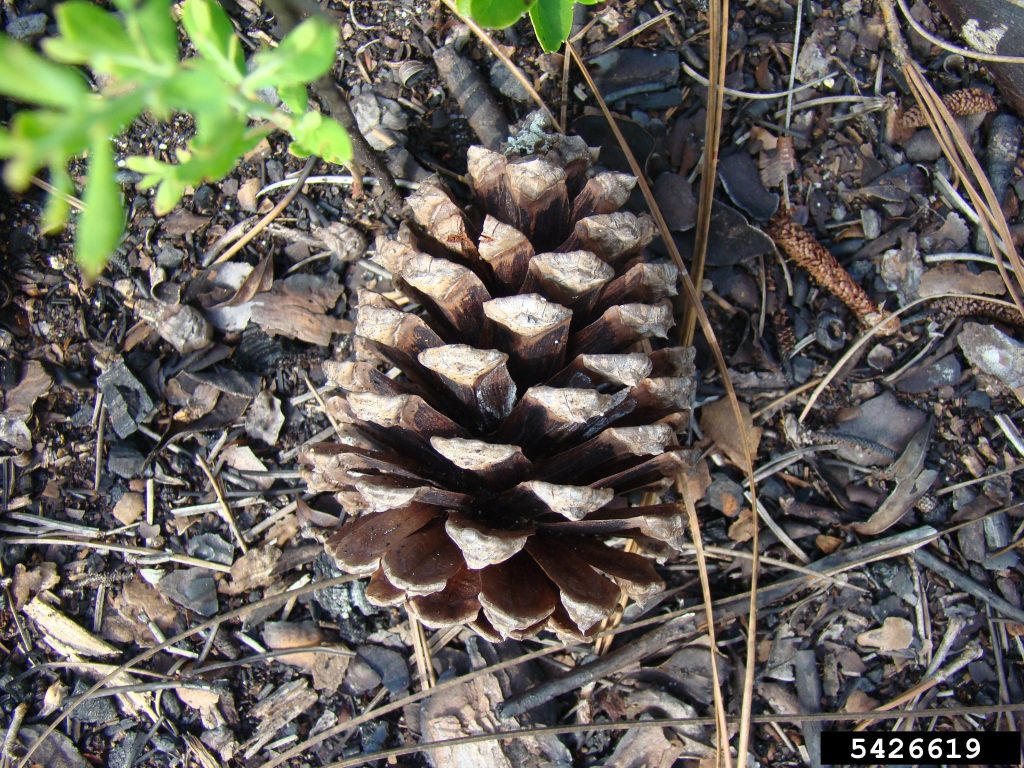 Trees of Georgia - Trees of Georgia