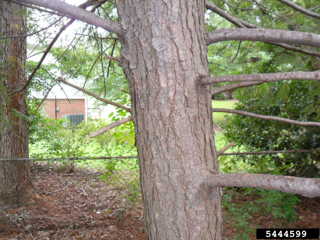 Trees of Georgia - Trees of Georgia