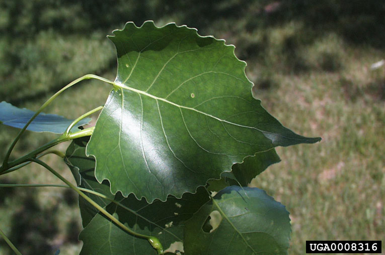 Trees of Georgia - Trees of Georgia