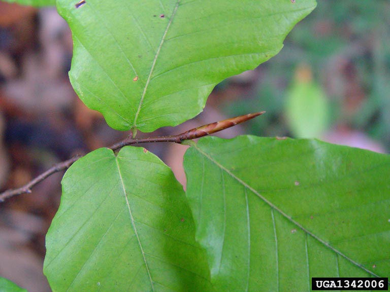 Trees of Georgia - Trees of Georgia