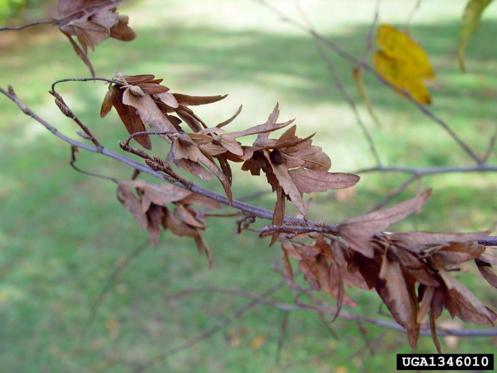 Trees of Georgia - Trees of Georgia
