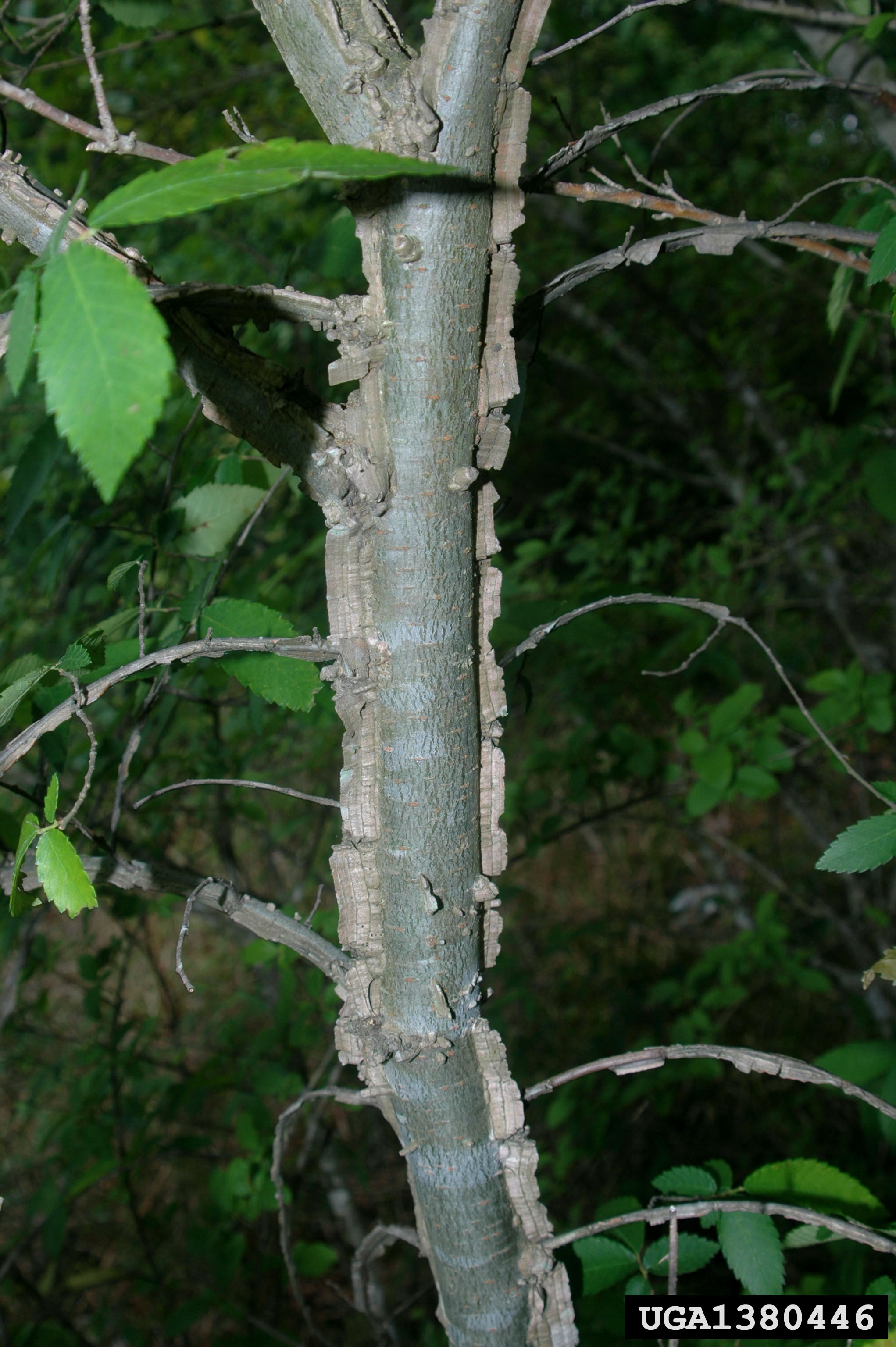 Trees of Georgia - Trees of Georgia