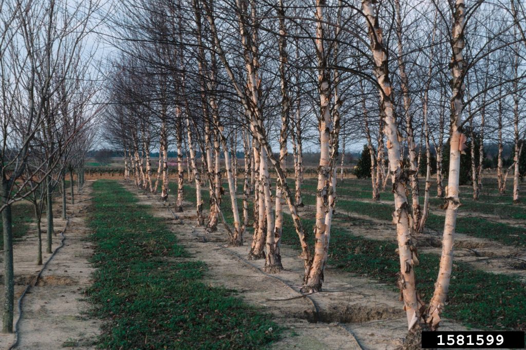 Trees of Georgia - Trees of Georgia