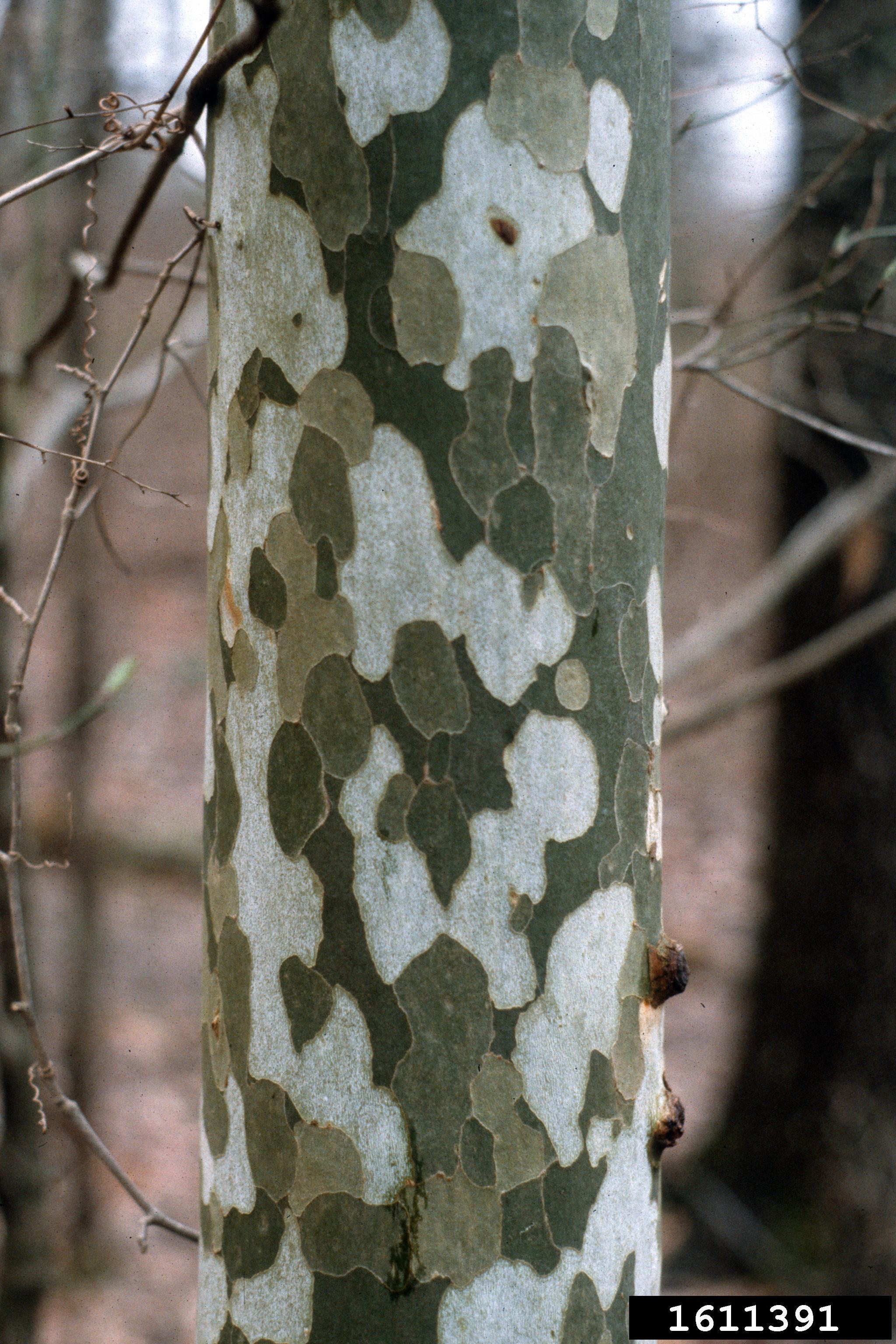 Trees of Georgia - Trees of Georgia