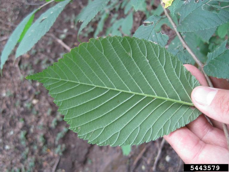 Trees of Georgia - Trees of Georgia