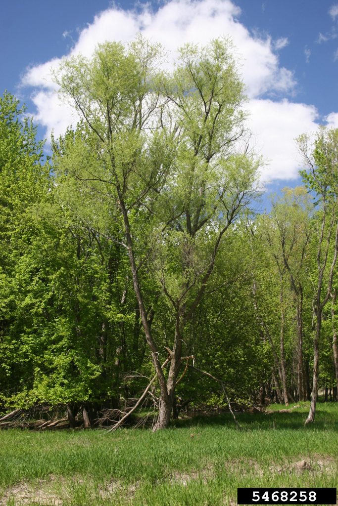 Trees of Georgia - Trees of Georgia