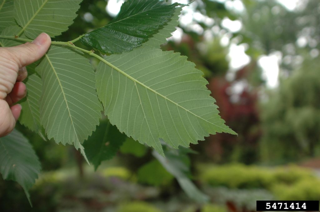 Trees of Georgia - Trees of Georgia
