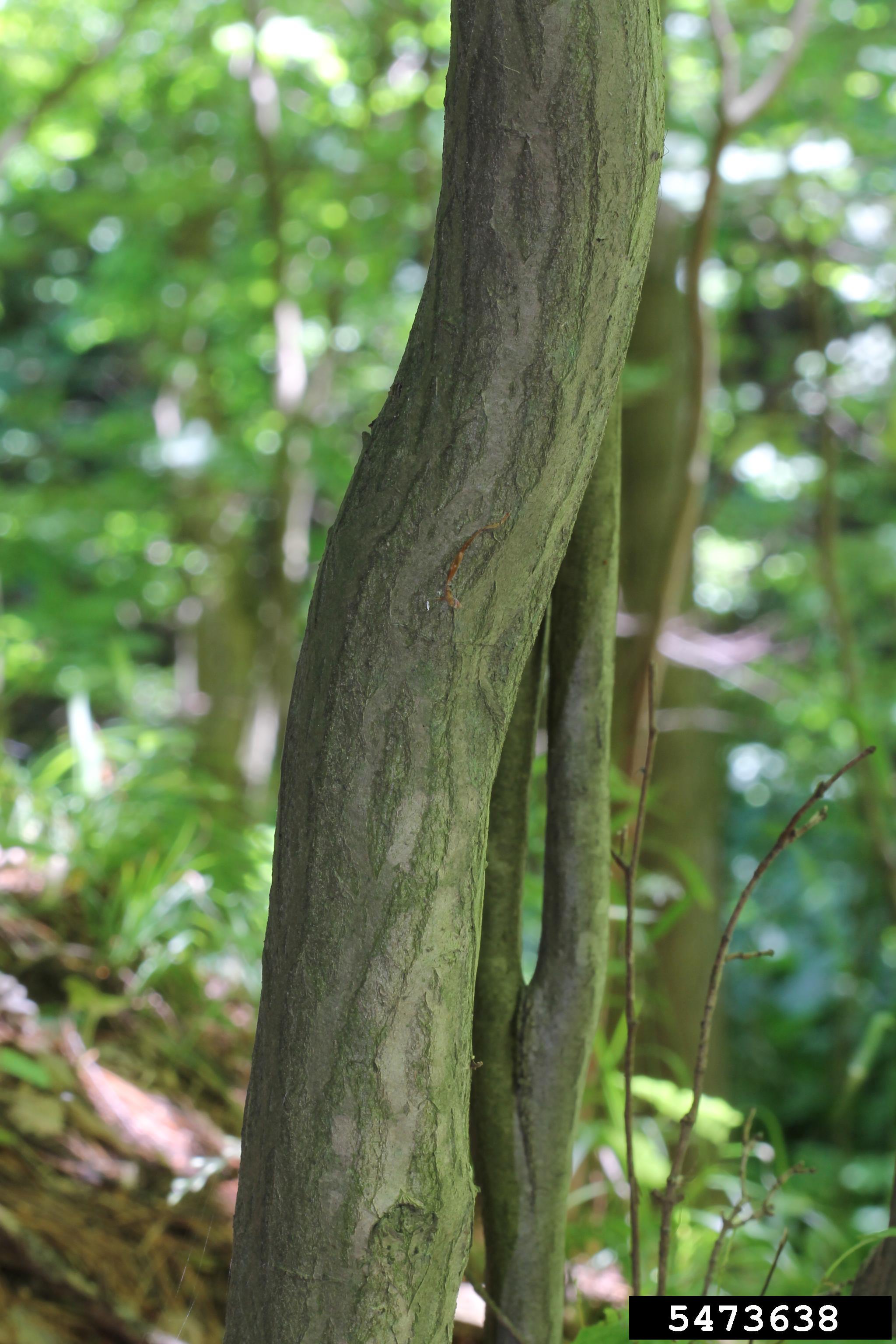 Trees of Georgia - Trees of Georgia