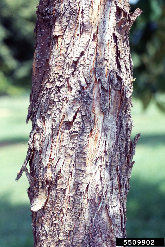 Trees of Georgia - Trees of Georgia