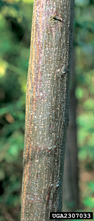 Trees of Georgia - Trees of Georgia