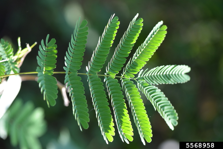 Trees of Georgia - Trees of Georgia