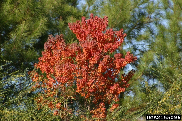 Trees of Georgia - Trees of Georgia