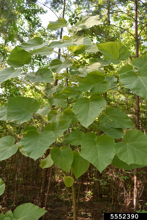Trees of Georgia - Trees of Georgia