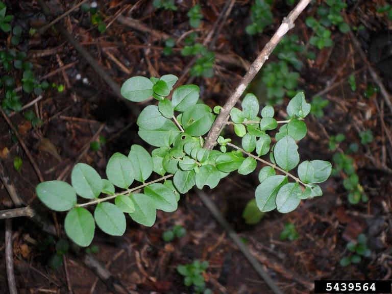 Trees of Georgia - Trees of Georgia